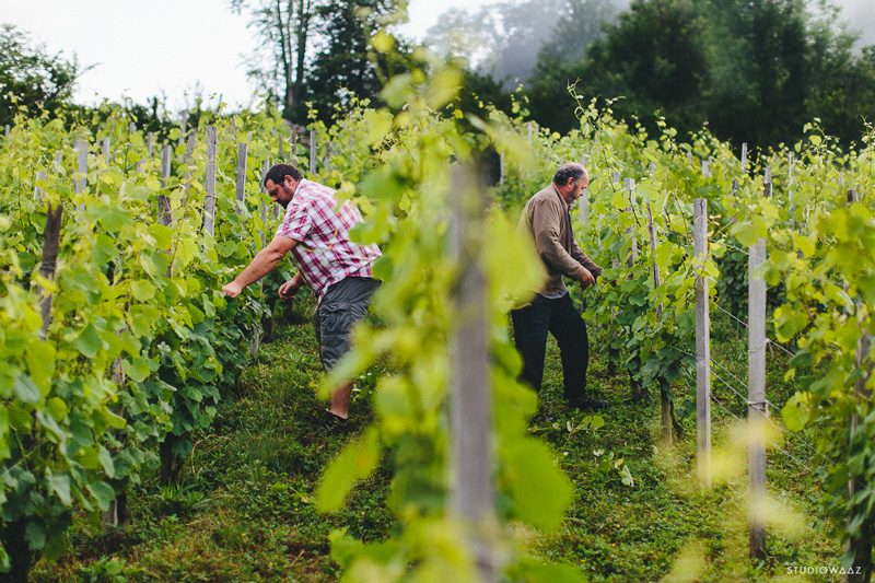 La Cave d'Irouleguy : immersion sensorielle dans le monde de la vigne