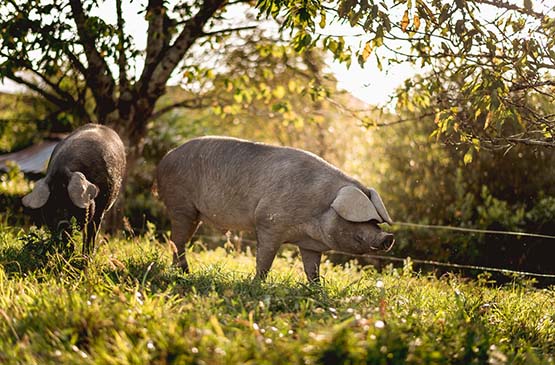 La maison Oyharçabal, une référence en matière de porc gascon
